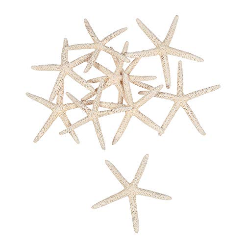 Fun Express Bleached Finger Starfish Shells - Crafts for Kids and Fun ...